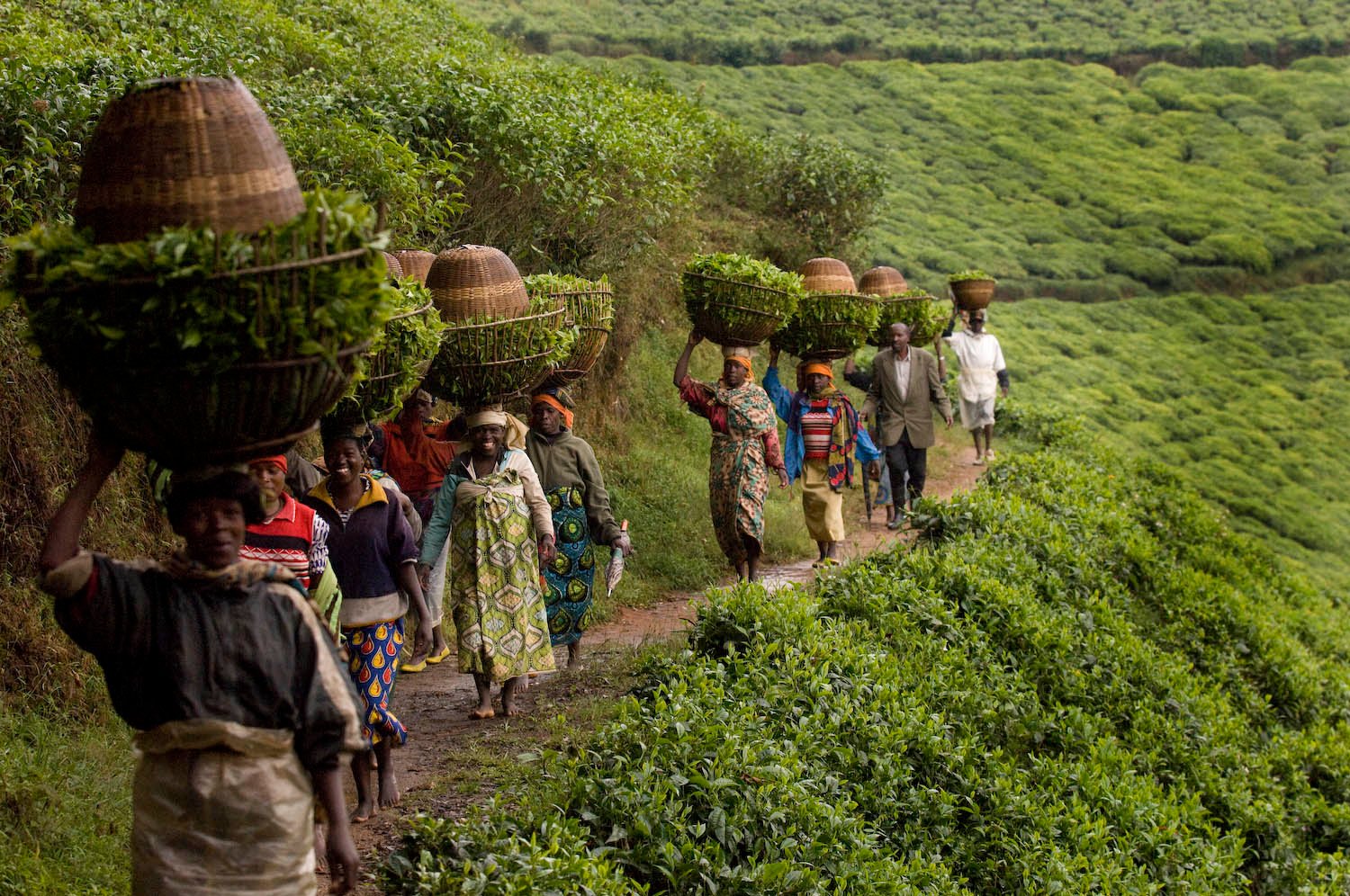 Mulika Farms – Umuhinzi kw Isonga